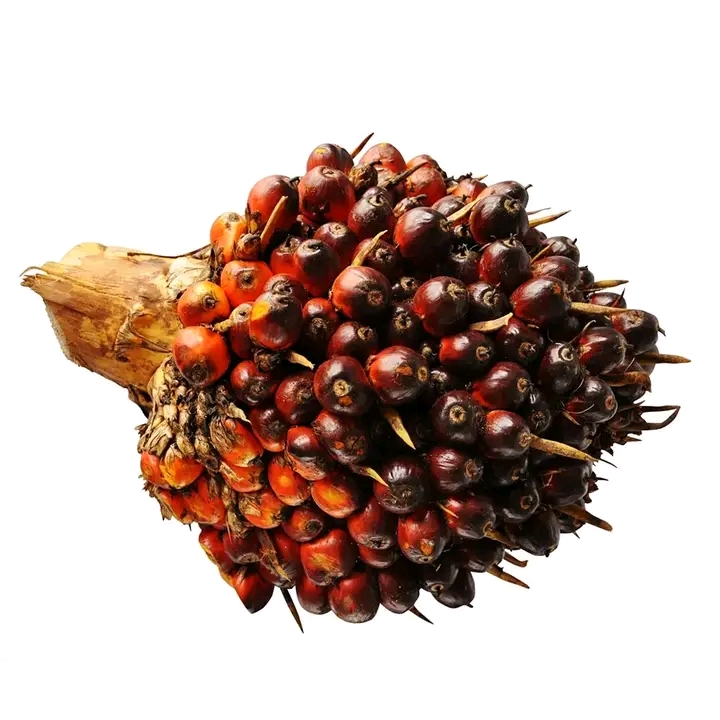 UN SECRET QUI CONSISTE A PROTÉGER VOTRE MAISON, PARCELLE, BUREAU CONTRE ...